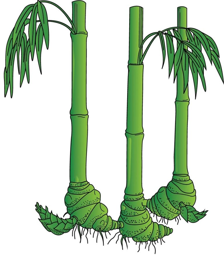 Bamboo Information - Exotic Bamboo