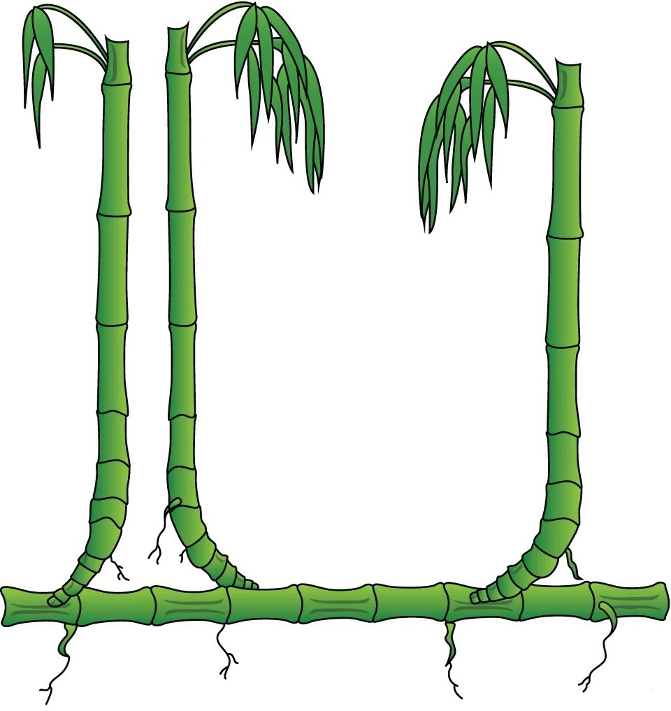 Planting Guide - Exotic Bamboo