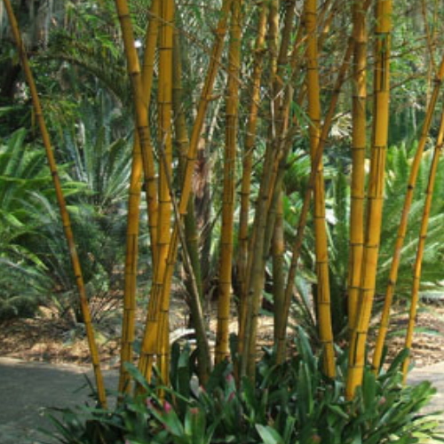 Bamboo Clumper Range - Exotic Bamboo